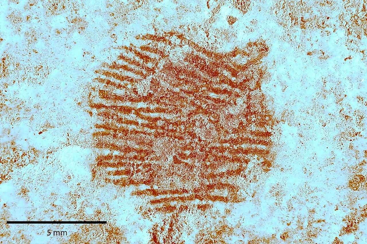 Oldest Human Fingerprint in the World Discovered in Spain, Left by ...