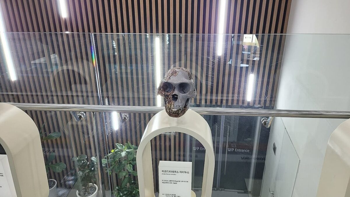 Ardipithecus: Evidence Supports the Hypothesis That Humans Evolved from ...