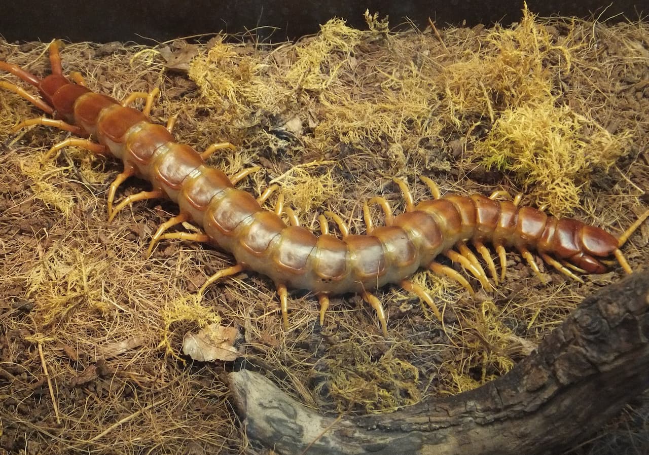 The enormous centipede that eats bats larger than itself by hanging ...