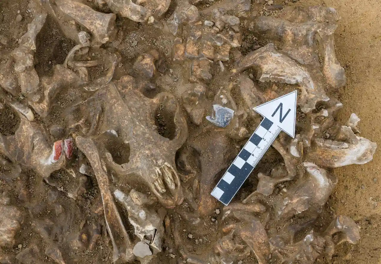 A 7,000-Year-Old Pit Reveals the Hunting of at Least Twelve Beavers for ...