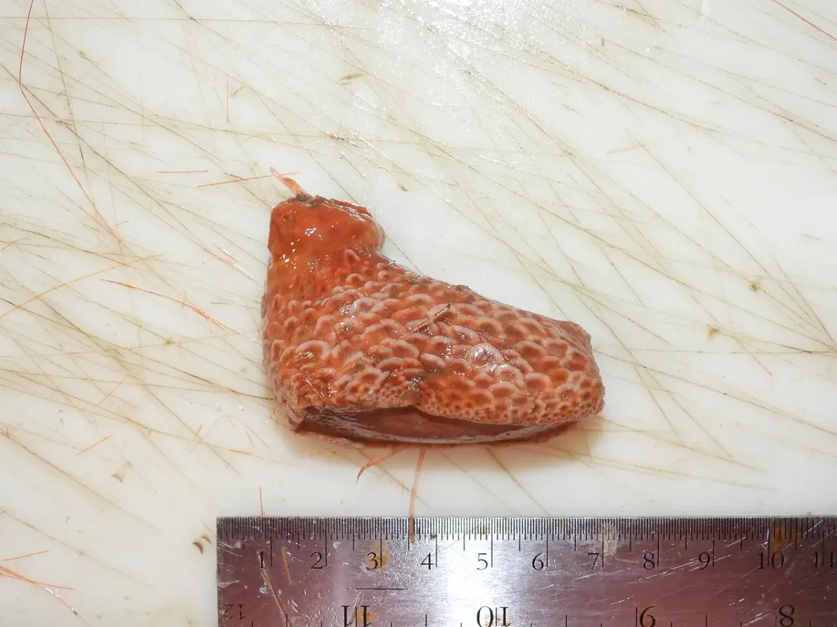 A Marine Animal Defies the Limits of Immortality: A Fragment of Its ...