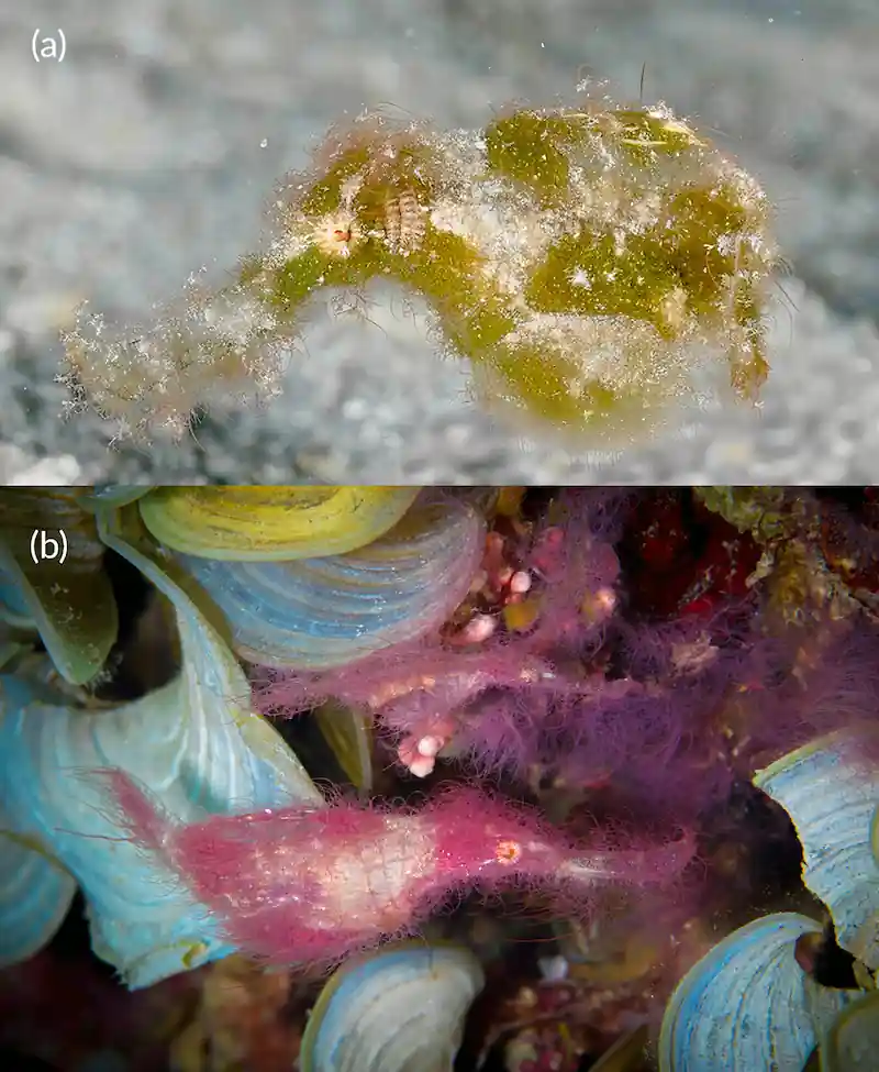 A new species of “hairy” ghost pipefish discovered in the southwestern ...