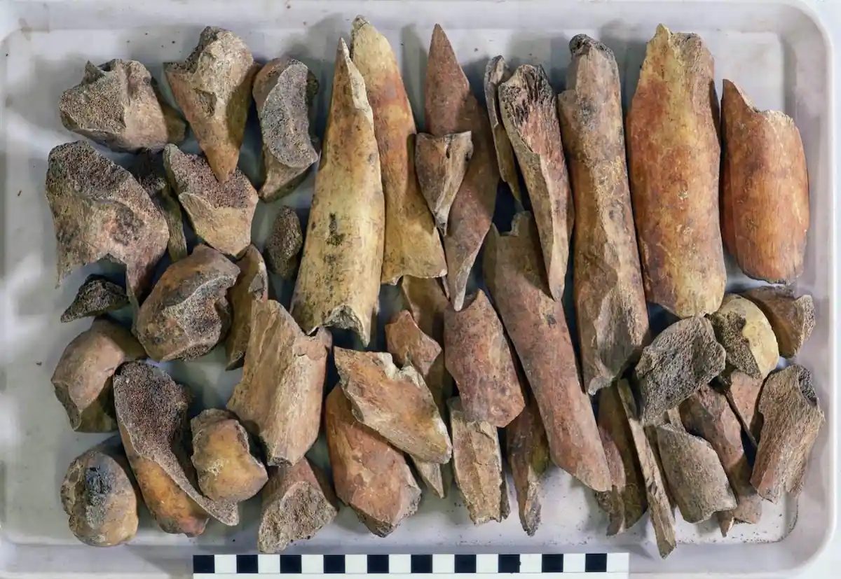 Mysterious Deposits of Split, Uniform-Sized Cow Bones with Unknown ...