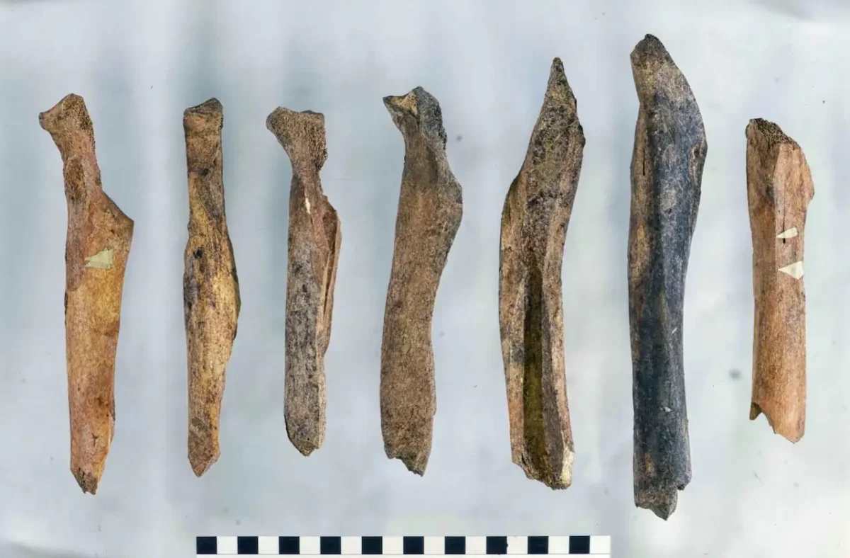 Mysterious Deposits of Split, Uniform-Sized Cow Bones with Unknown ...