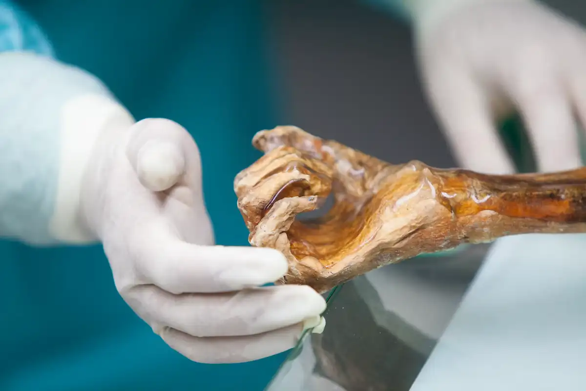 Some microbes found in Ötzi, the Iceman, are still alive after 5,000 ...