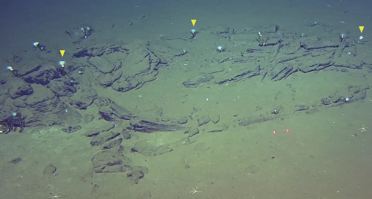 The Largest Whale Necropolis in the World Discovered in the Indian ...