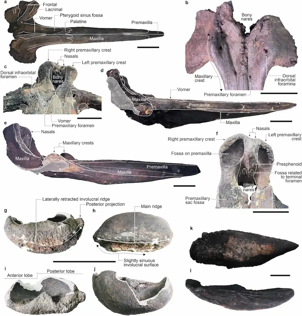 The Largest Whale Necropolis in the World Discovered in the Indian ...