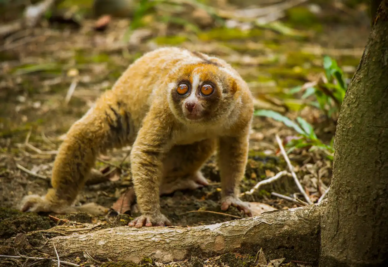 The Only Venomous Primate in the World Looks Like a Plush Toy but Has a ...