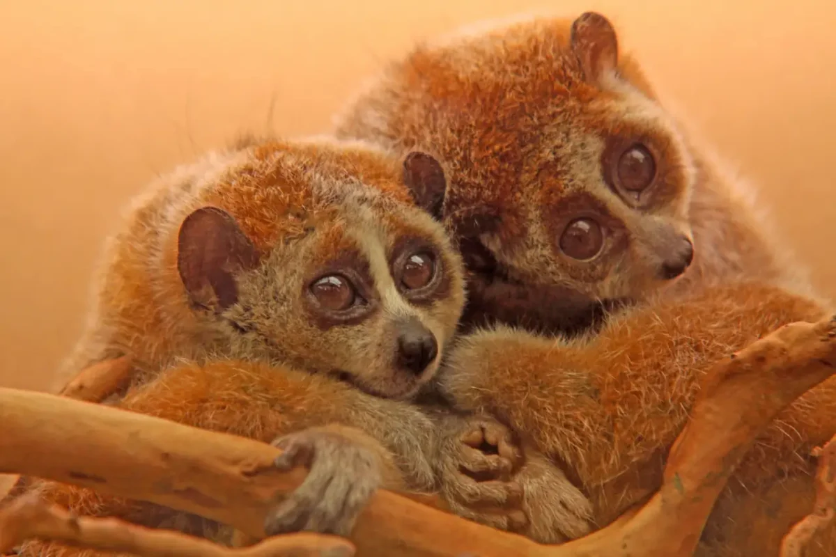 The Only Venomous Primate in the World Looks Like a Plush Toy but Has a ...