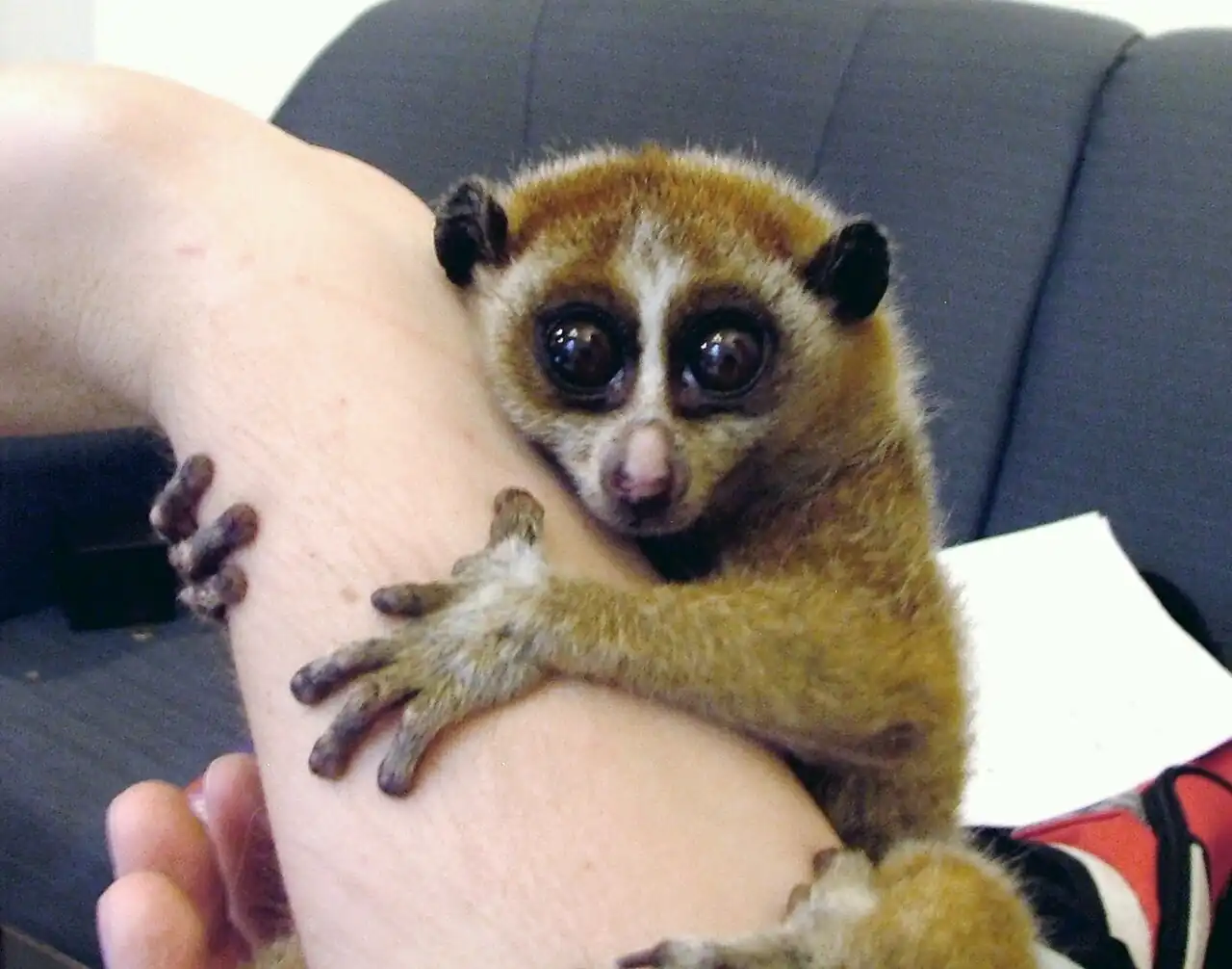 The Only Venomous Primate in the World Looks Like a Plush Toy but Has a ...
