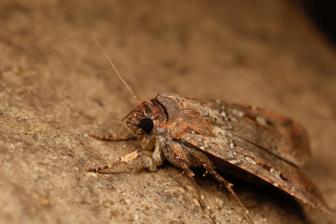 An Australian Moth Is The First Invertebrate Capable Of Navigating By