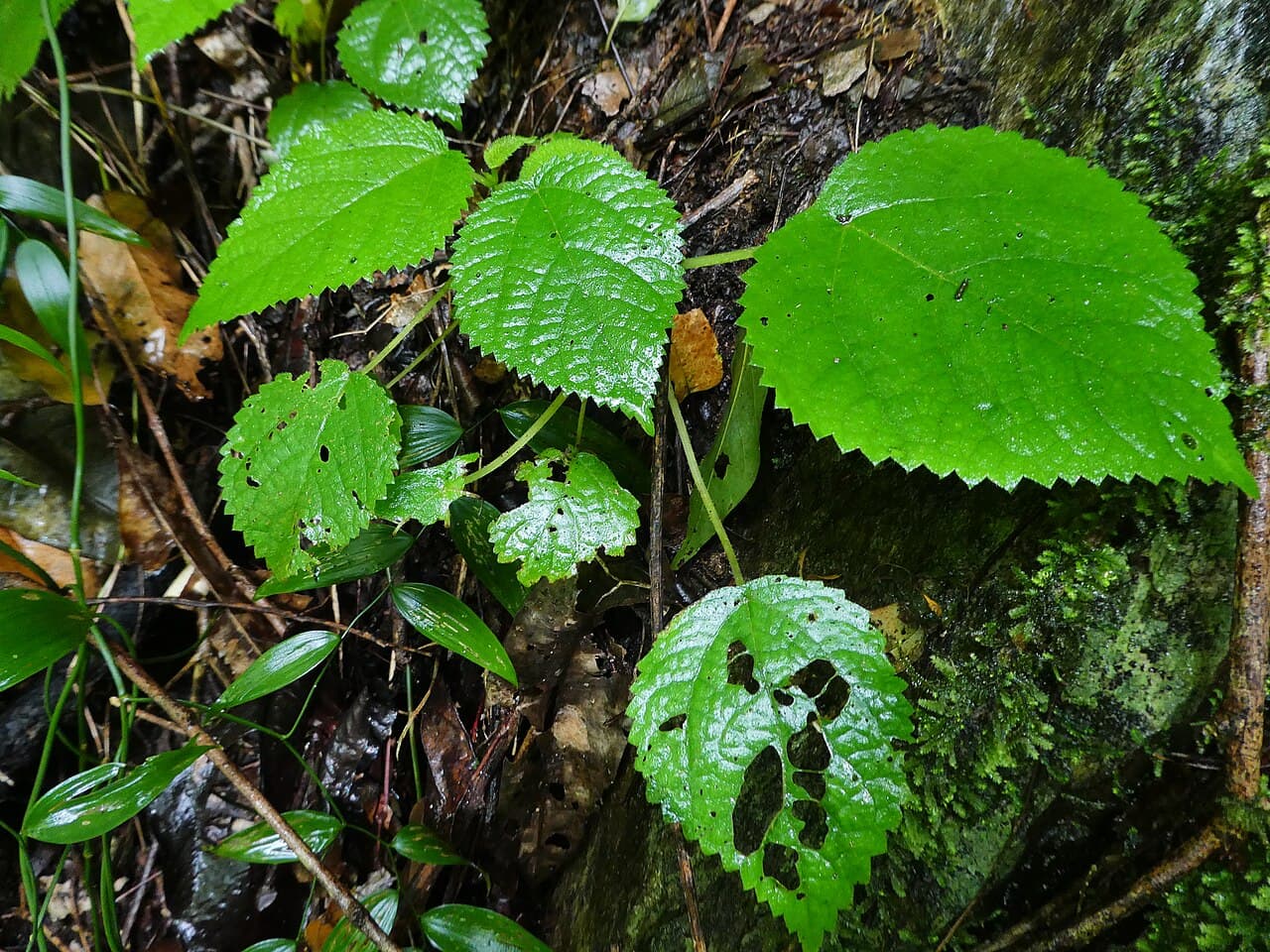 Gympie-Gympie, the Plant That Defends Itself by Stabbing You with ...