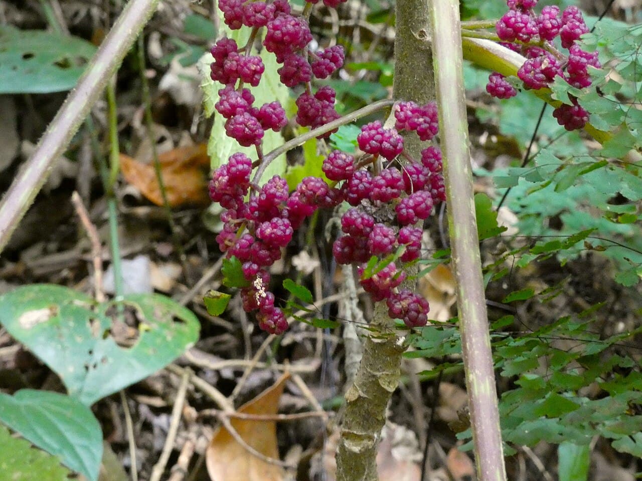 Gympie-Gympie, the Plant That Defends Itself by Stabbing You with ...