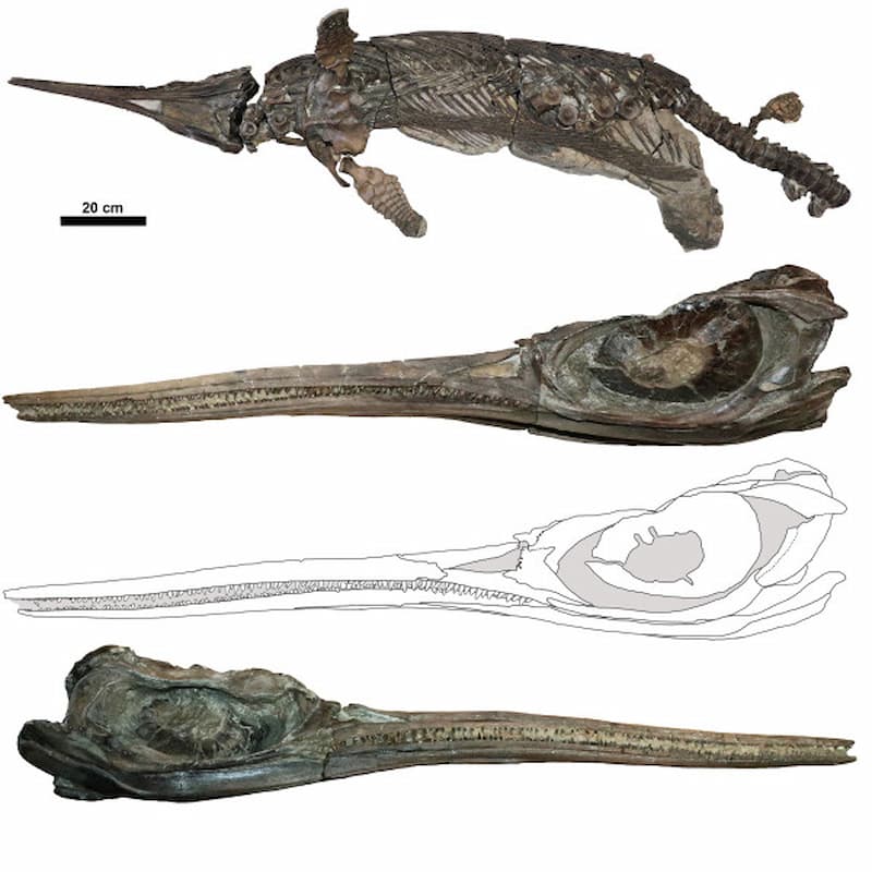 An Almost Complete Fossil Skeleton of an Unknown Jurassic “Sword Dragon ...