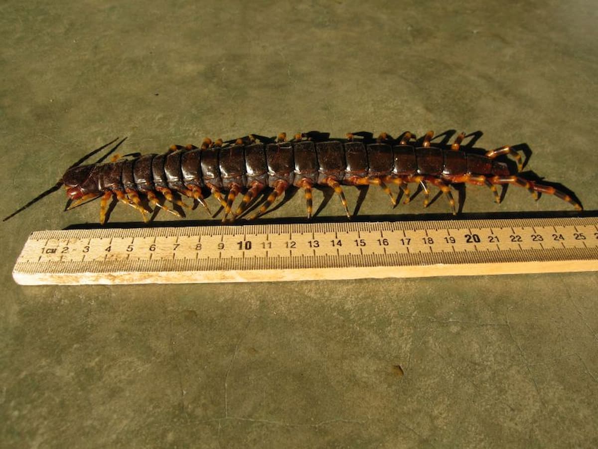The enormous centipede that eats bats larger than itself by hanging ...