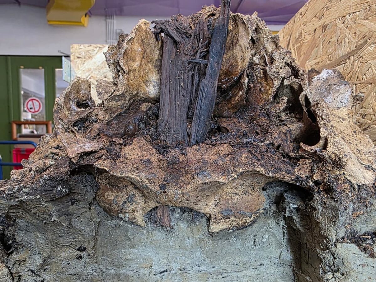 Un cráneo de uro ensartado en un poste de madera hace 10.500 años ...